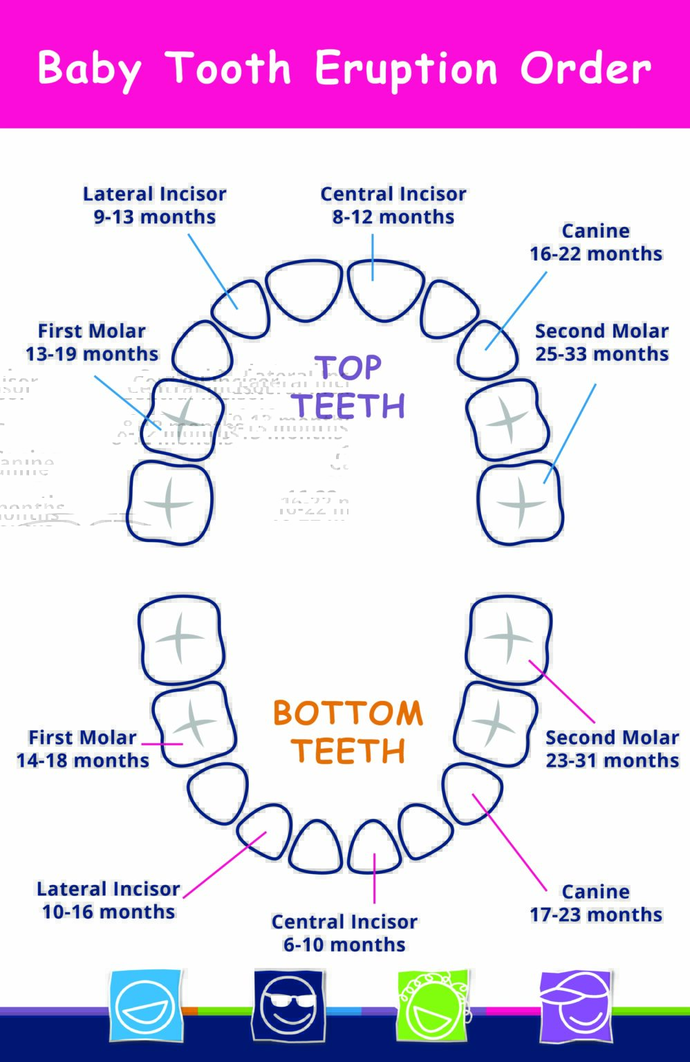 Baby Teeth Eruption & Shedding Timeline for Kids