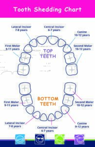 Baby Teeth Eruption & Shedding Timeline for Kids