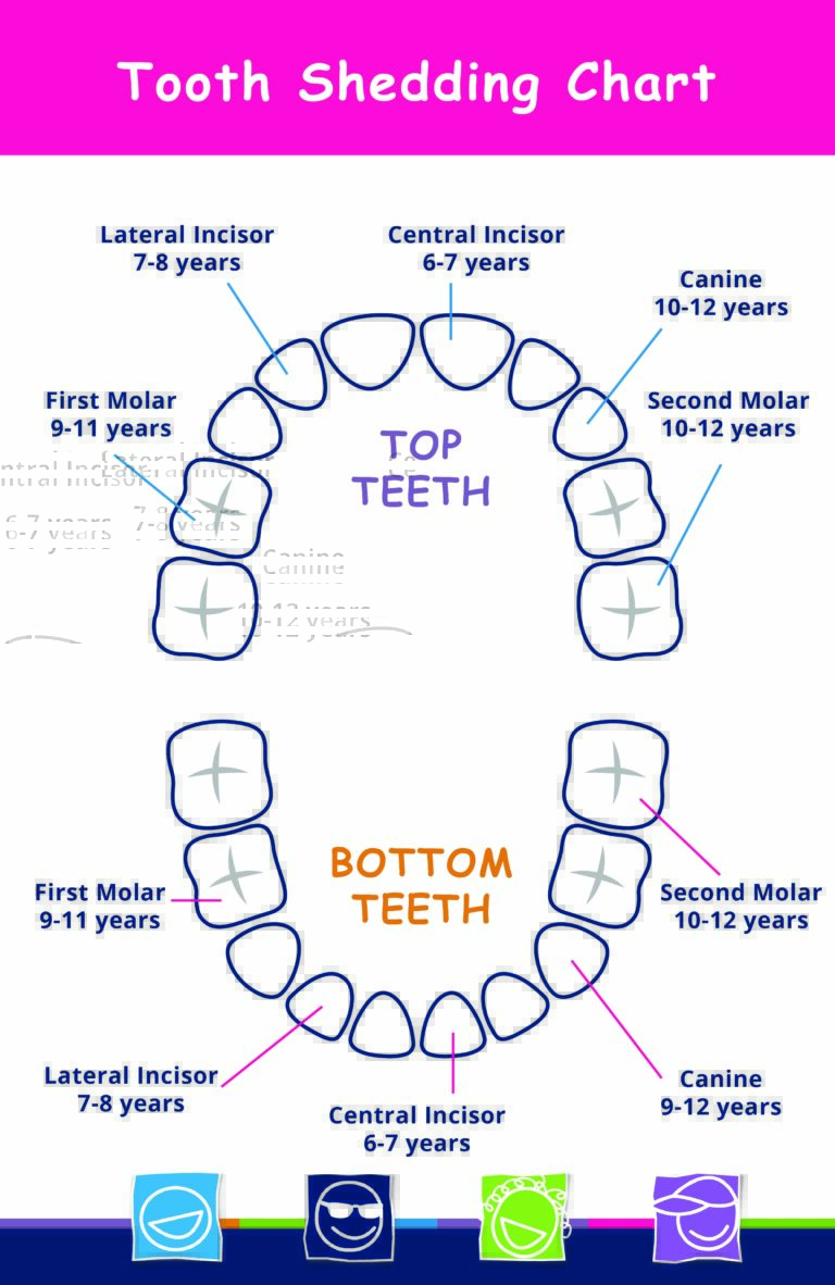 Baby Teeth Eruption & Shedding Timeline for Kids